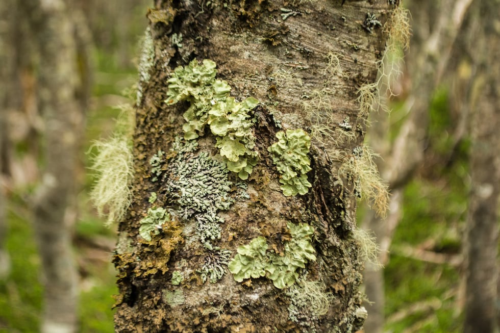 Qué es el holobionte y por qué puede cambiar nuestra forma de entender ...