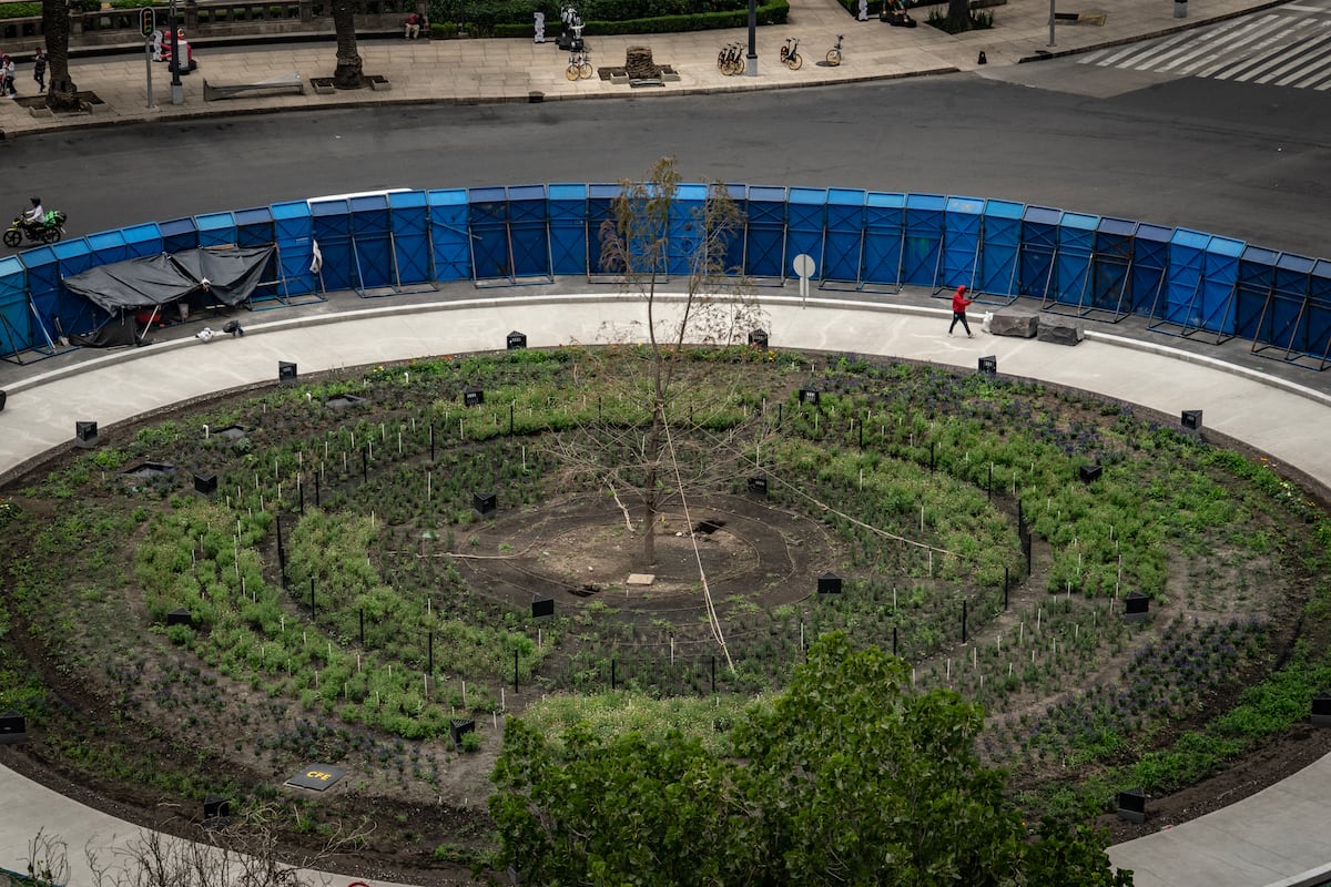 La muerte acecha de nuevo al ahuehuete de Paseo de la Reforma | EL PAÍS ...