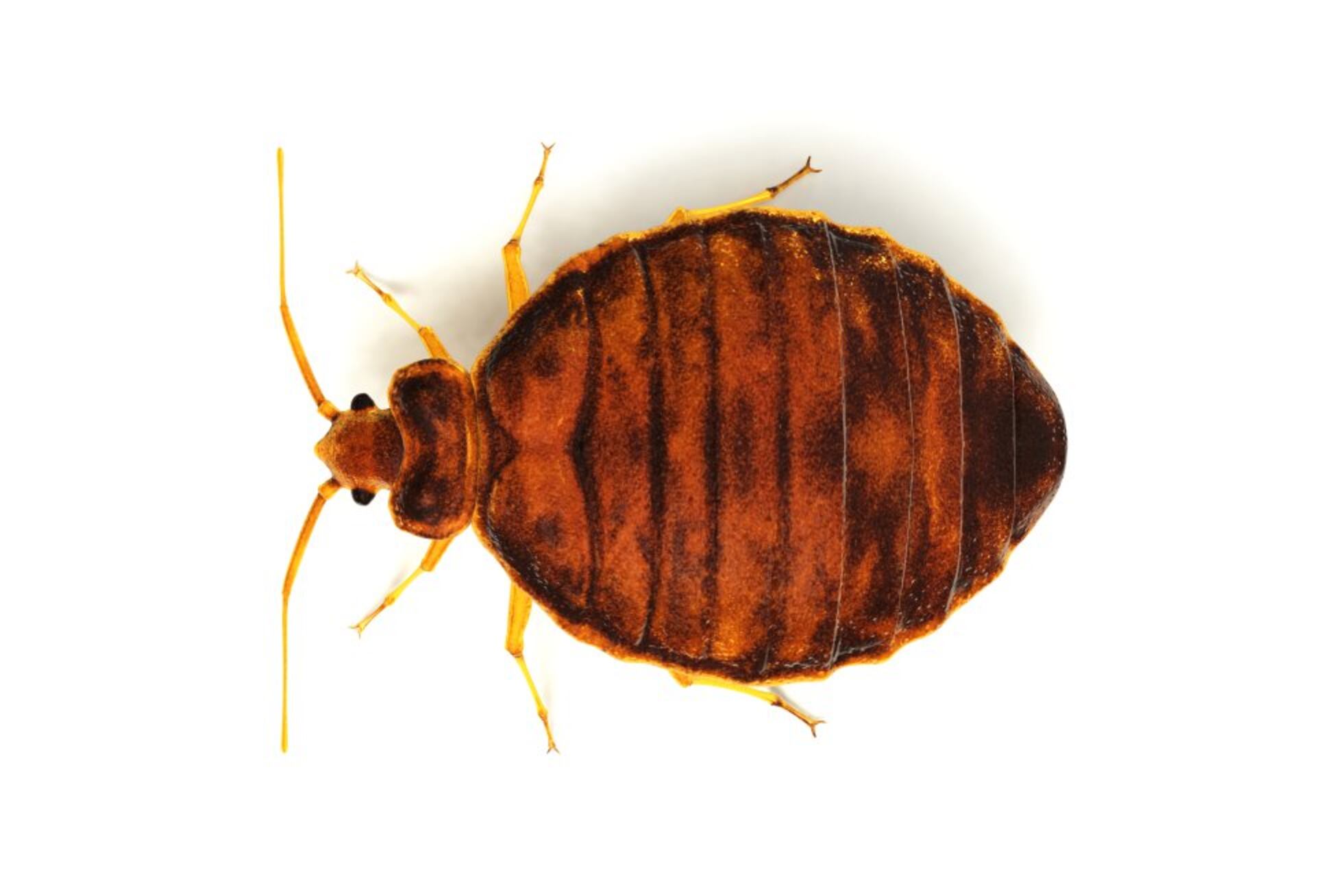 Este verano va a haber más bichos que nunca: sepa distinguir la ...