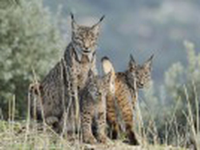 Temporada de cachorros de lince | Ciencia | EL PAÍS