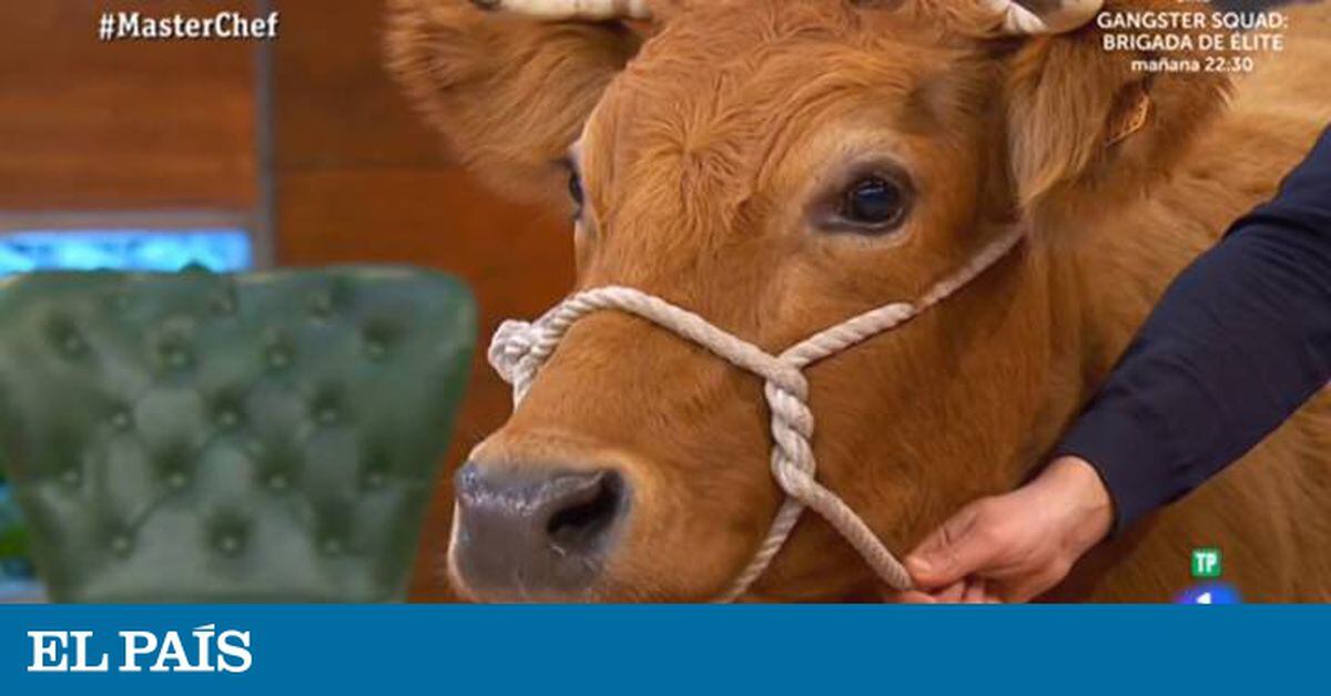 La vaca ‘Patricia’ que no era una rubia gallega y que conmovió a los ...