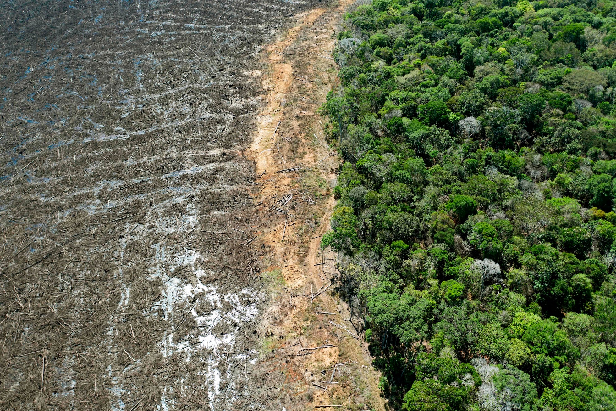 La deforestación en la Amazonia se dispara y alcanza el récord en 12 ...