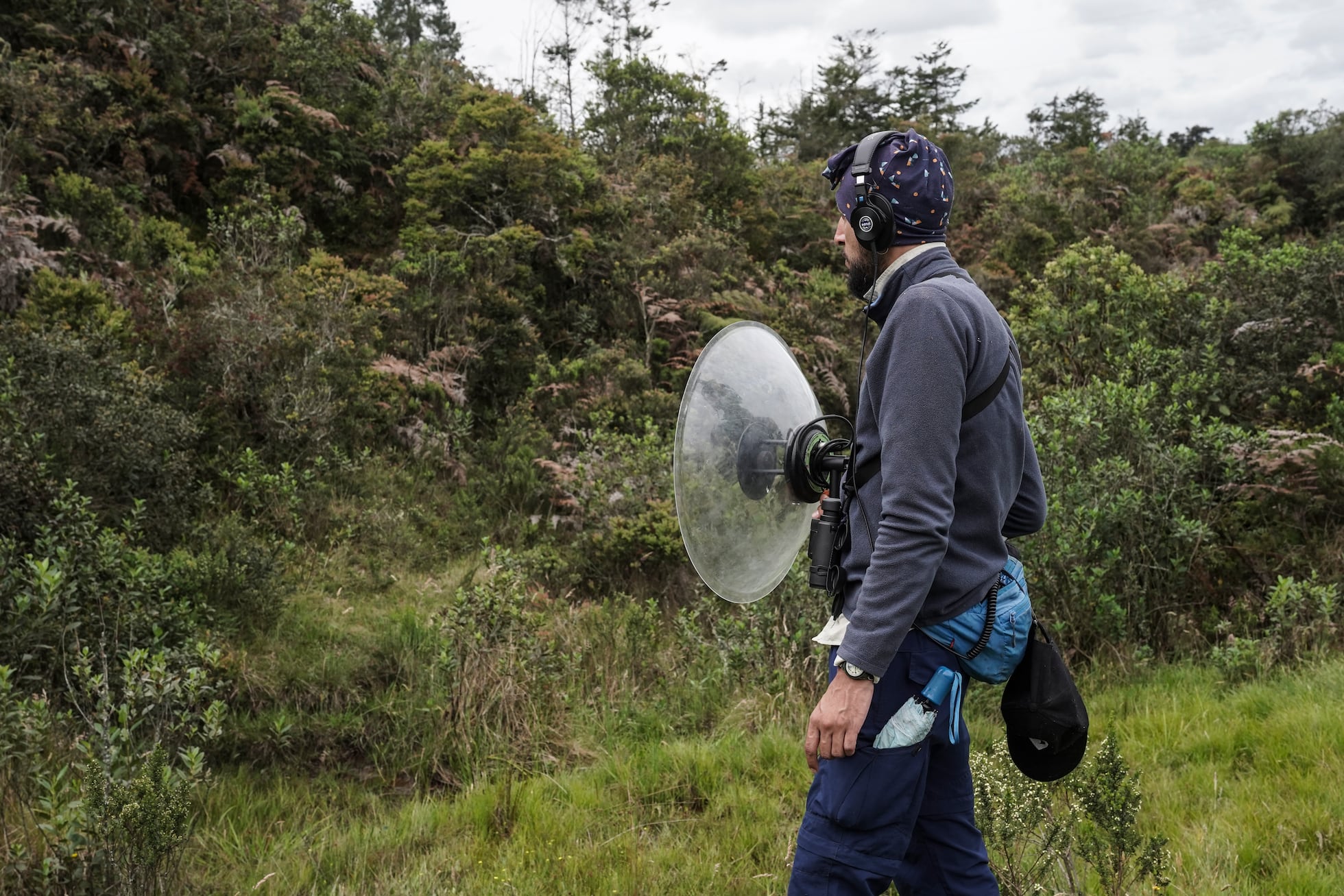 En busca del ‘Montañerito Paisa’, un pájaro a punto de desaparecer ...