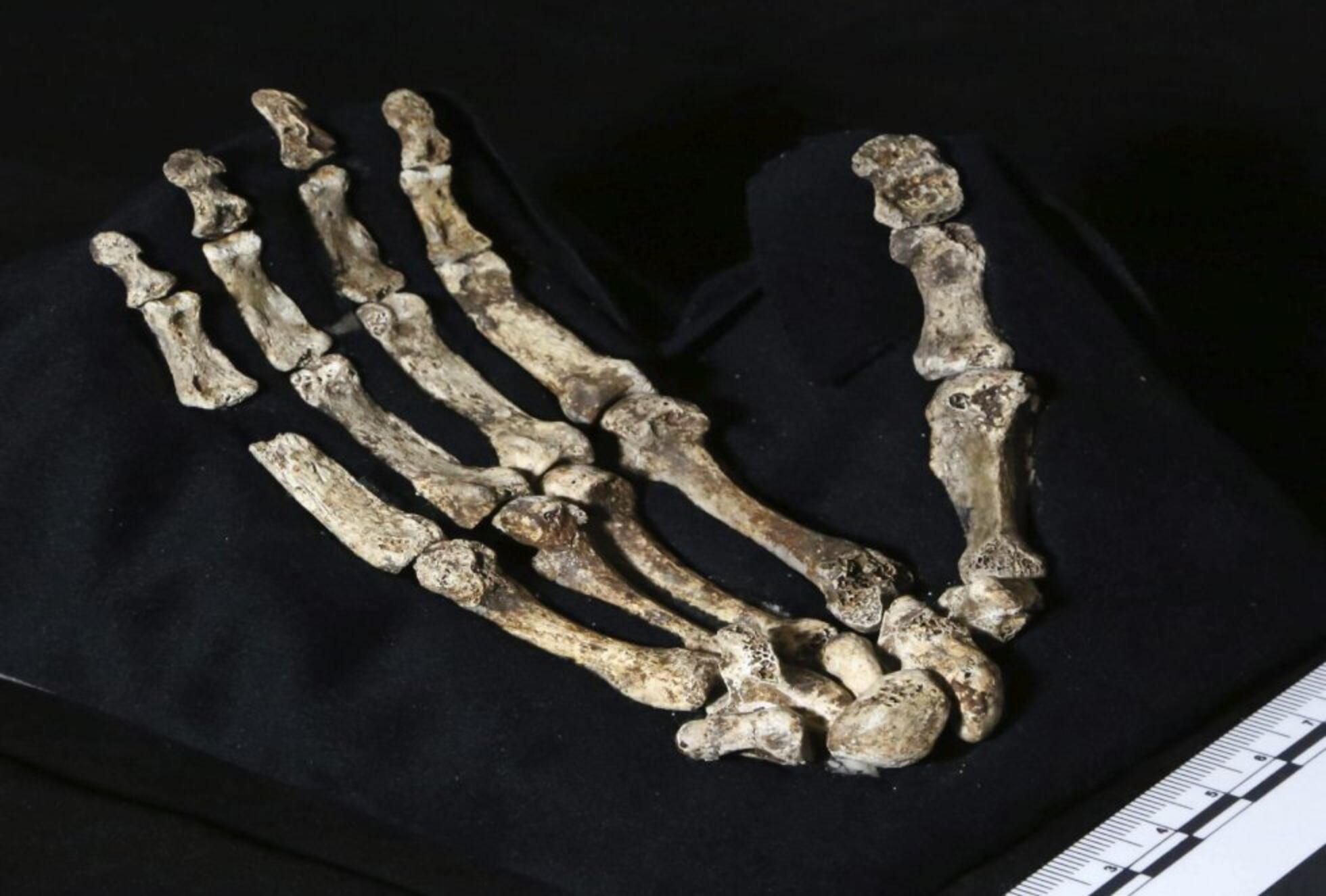 El ‘Homo naledi’, descubierto en Sudáfrica | Fotos | Ciencia | EL PAÍS