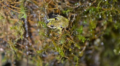 La rana andina que cambia de piel | Ciencia | EL PAÍS