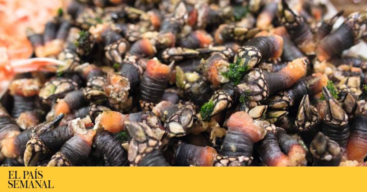 El viaje del percebe | EL PAÍS Semanal | EL PAÍS