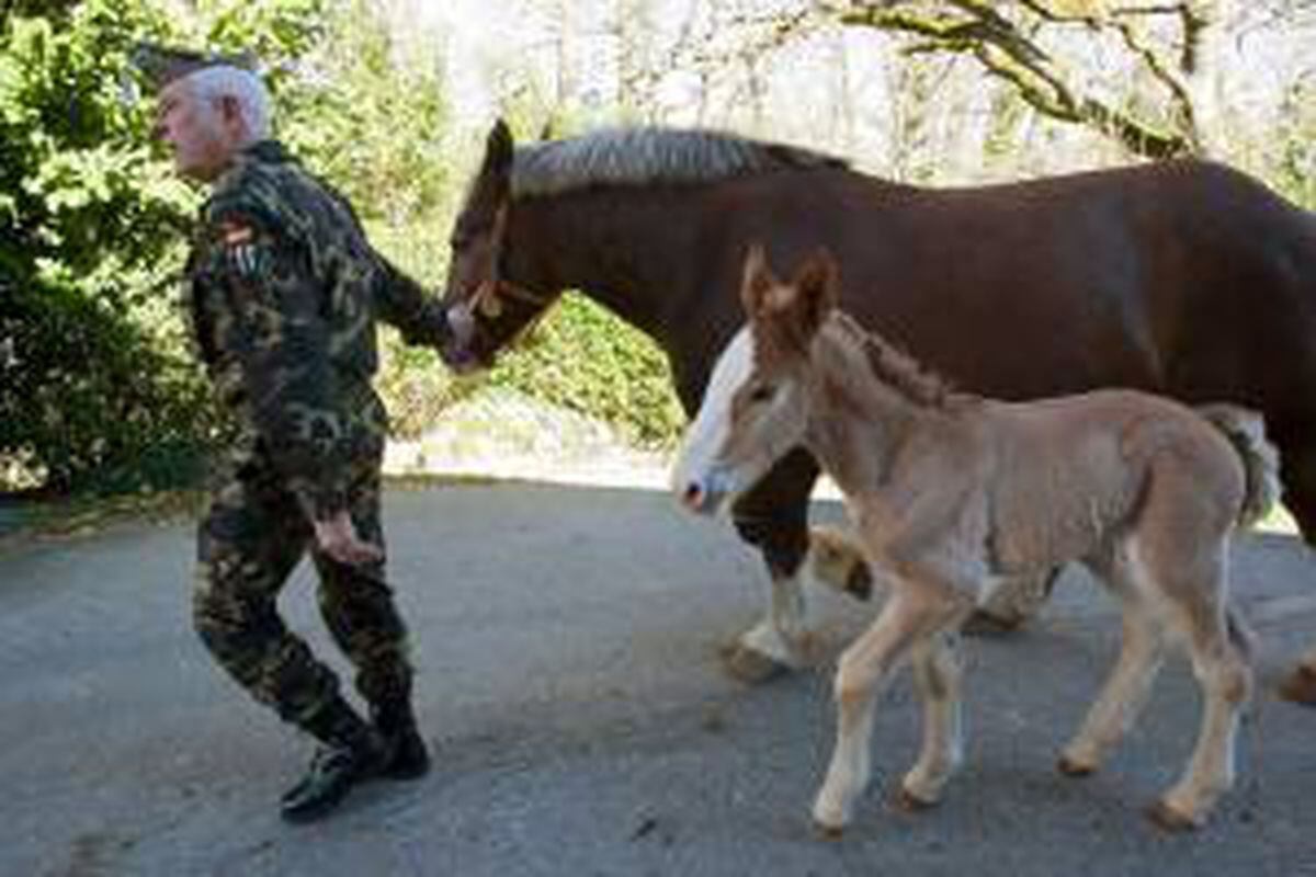 Cría Caballar de Defensa surte de cien caballos al año a las Fuerzas de ...