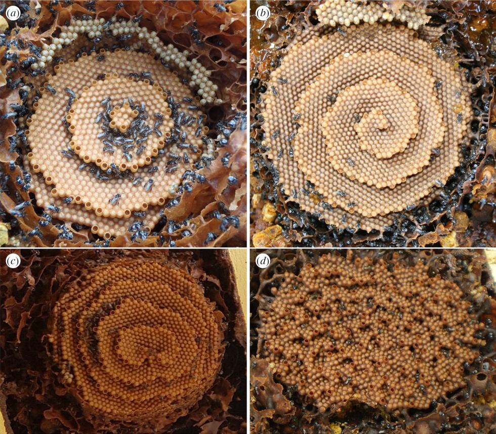 Las abejas que ‘dibujan’ los panales más bellos del mundo | Ciencia ...