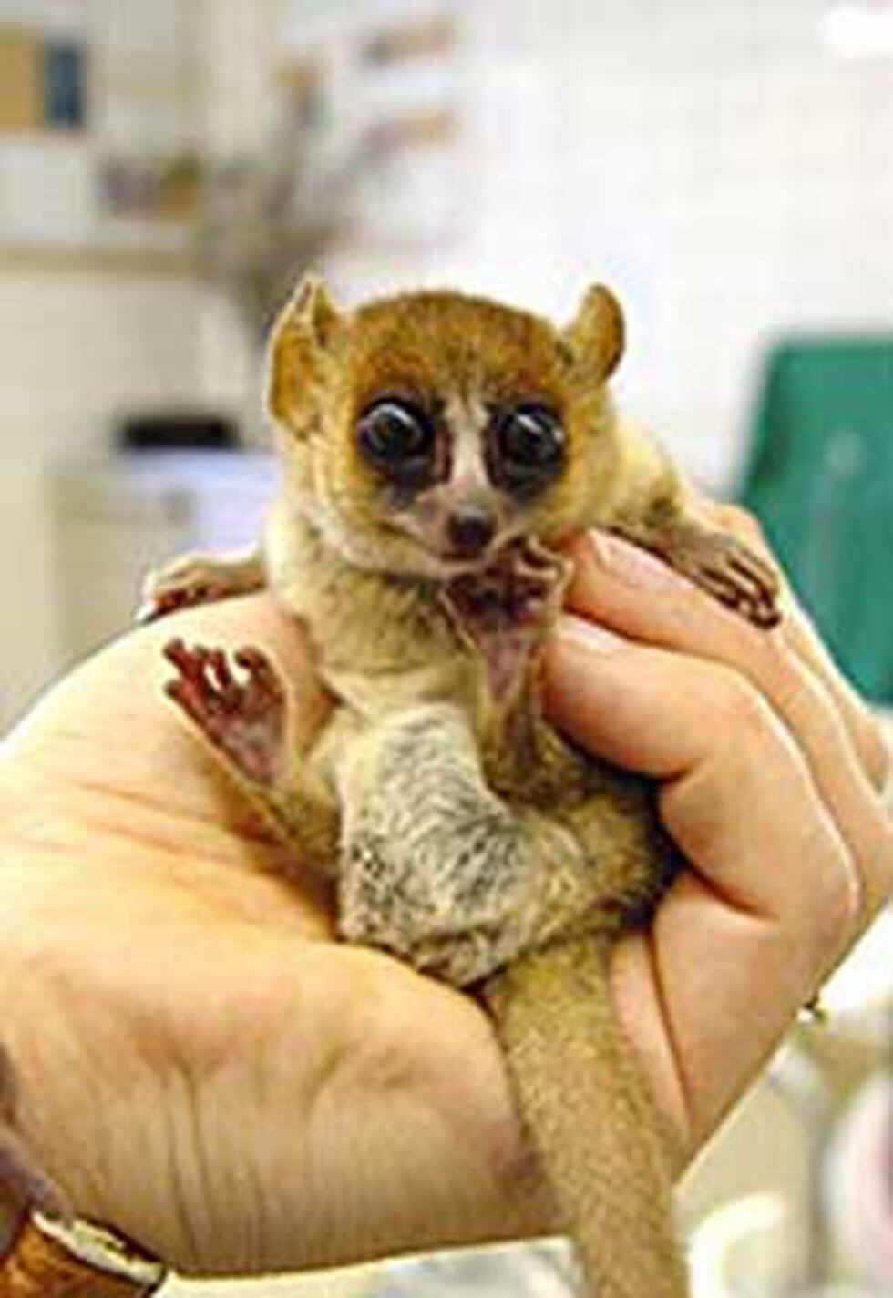 Descubiertas dos nuevas especies de lémures en Madagascar | Sociedad ...