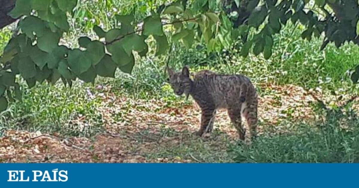 Capturat el linx ibèric que va arribar a Barcelona des de Portugal ...