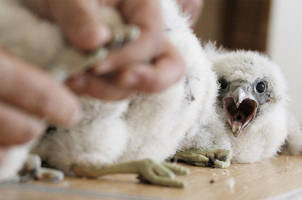 Tres polluelos de halcón peregrino viven en el Gómez Hulla | Noticias ...
