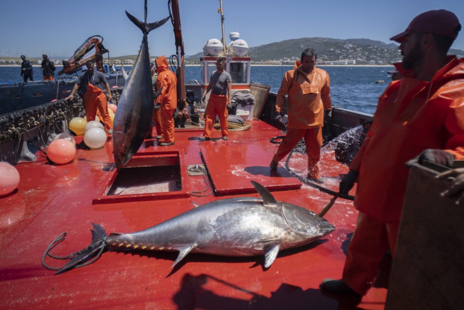 El arte milenario de la pesca del atún se repite en Cádiz | Fotos ...