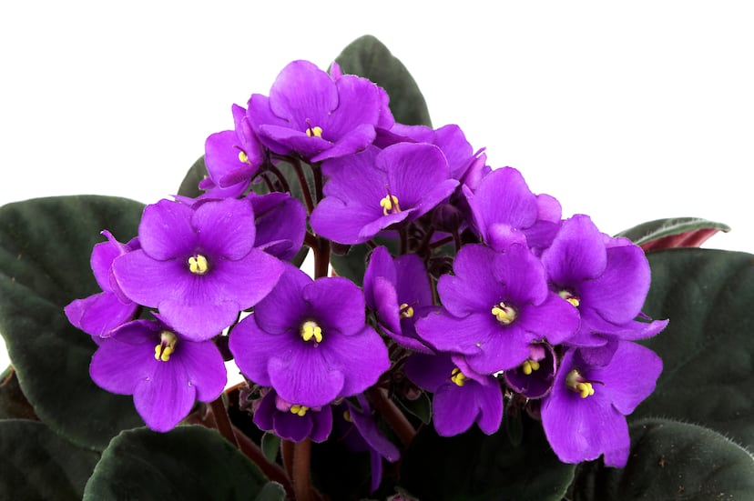 La violeta africana: así se cuida la planta que daba color al interior ...
