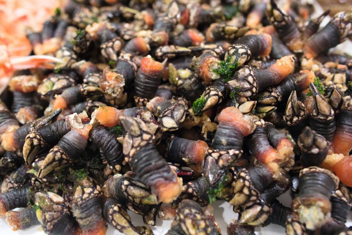 El viaje del percebe | EL PAÍS Semanal | EL PAÍS