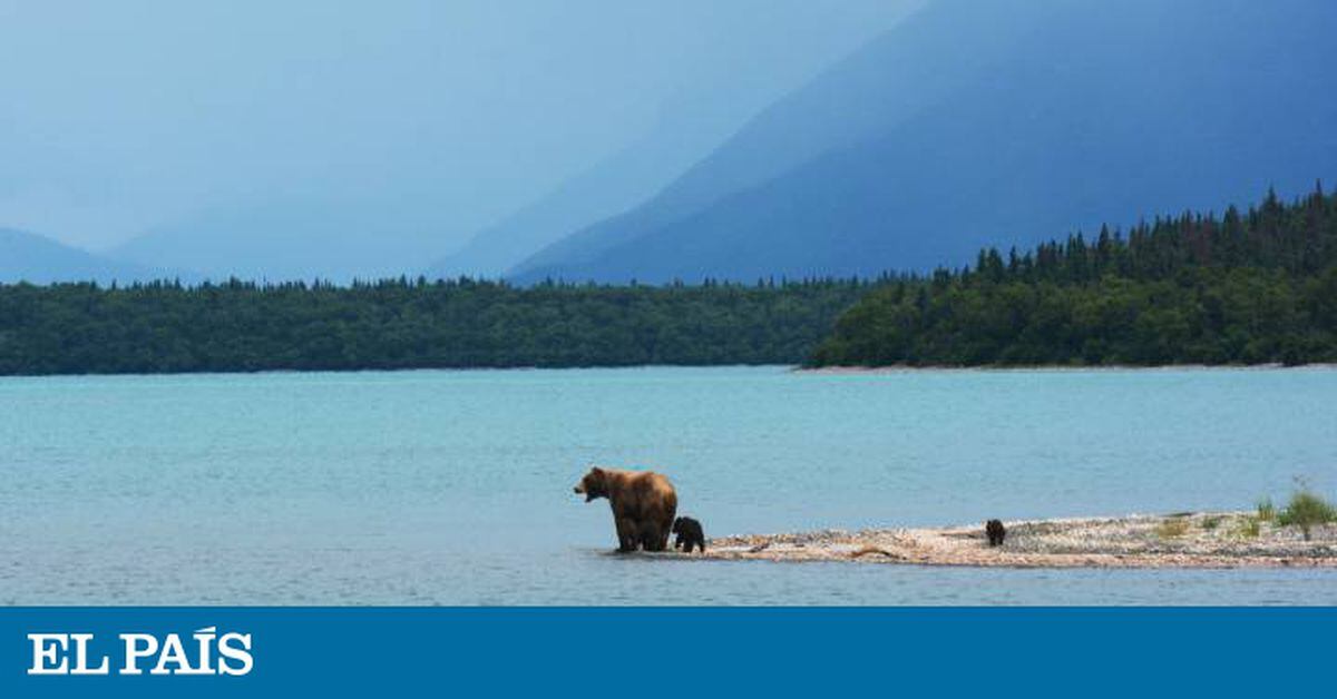 La obesidad saludable de los osos, el superpoder que la ciencia quiere ...