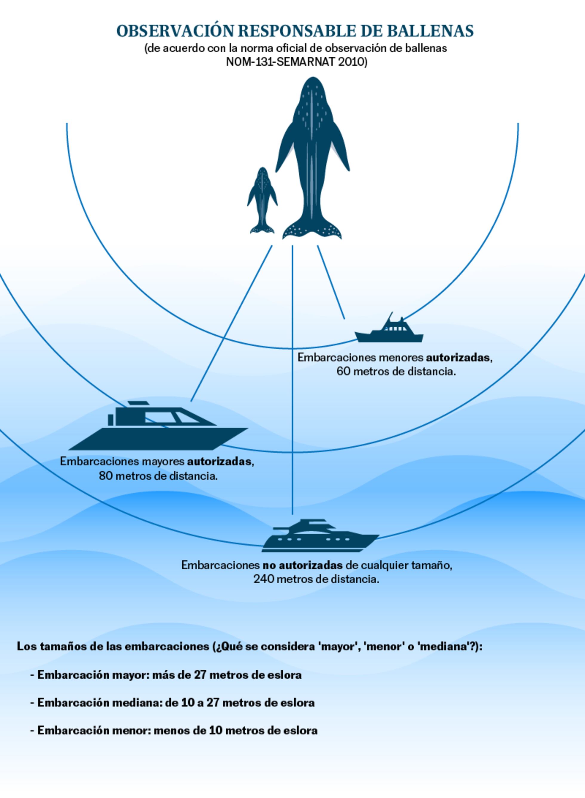 Temporada de ballenas en México: fechas, lugares de avistamiento y cómo ...