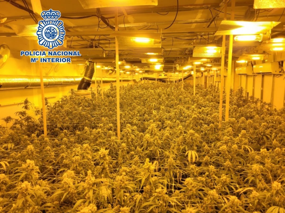 Endesa: “Las plantaciones ilegales de marihuana consumen la misma electricidad que la ciudad de ...