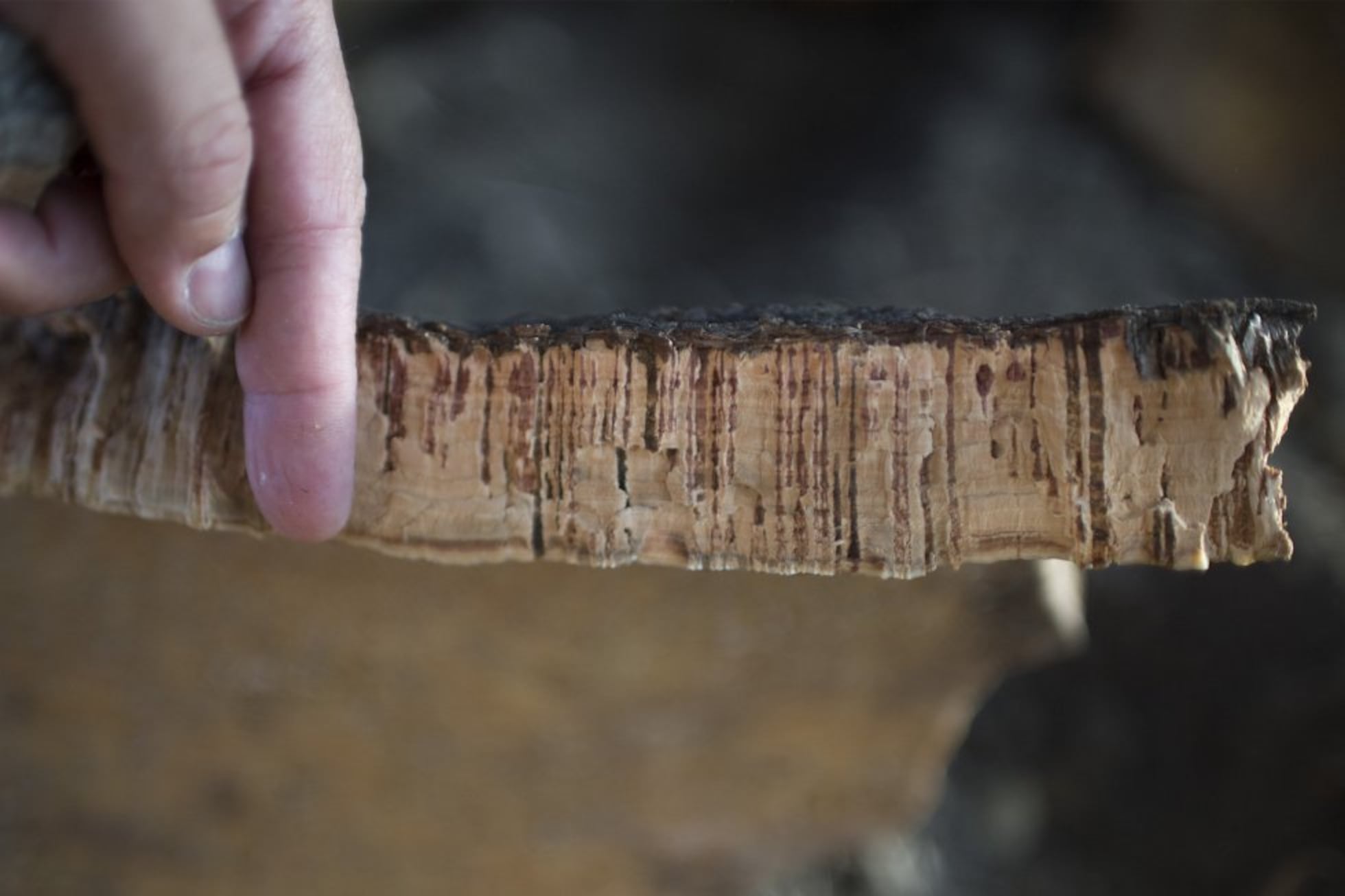 Obtención del corcho | Fotos | Fotos | EL PAÍS