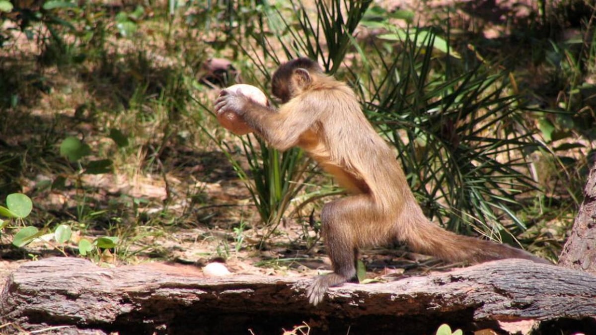 Estos monos llevan cien generaciones usando herramientas | Ciencia | EL ...