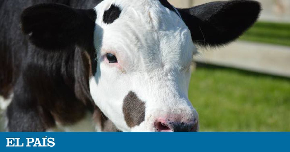 El ADN de las vacas sin cuernos desconcierta a los científicos ...
