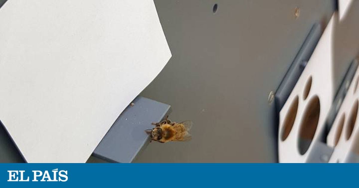 Las abejas saben contar desde cero | Ciencia | EL PAÍS