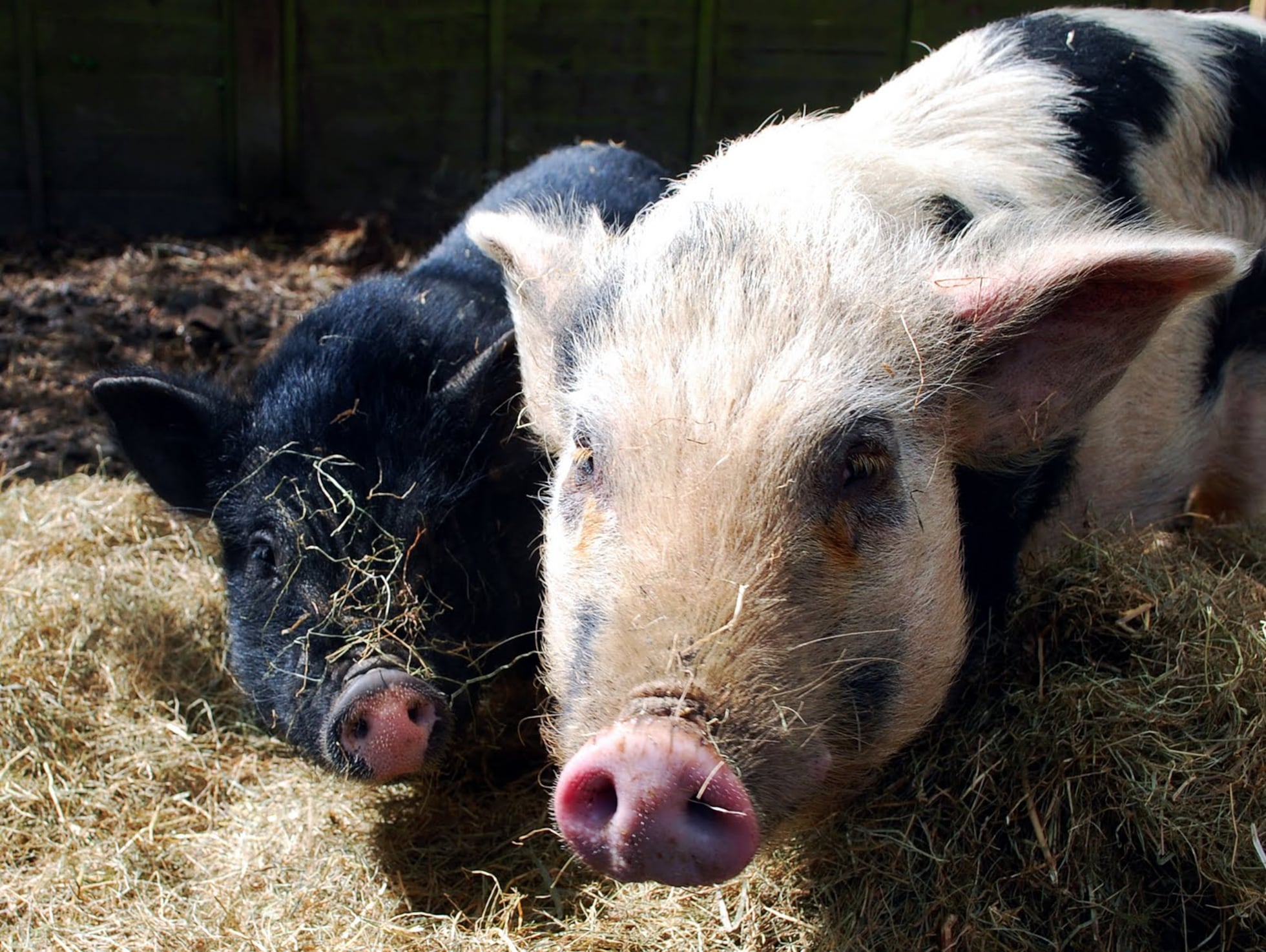 Lecciones de amor y vida de dos cochinos | Ciencia | EL PAÍS