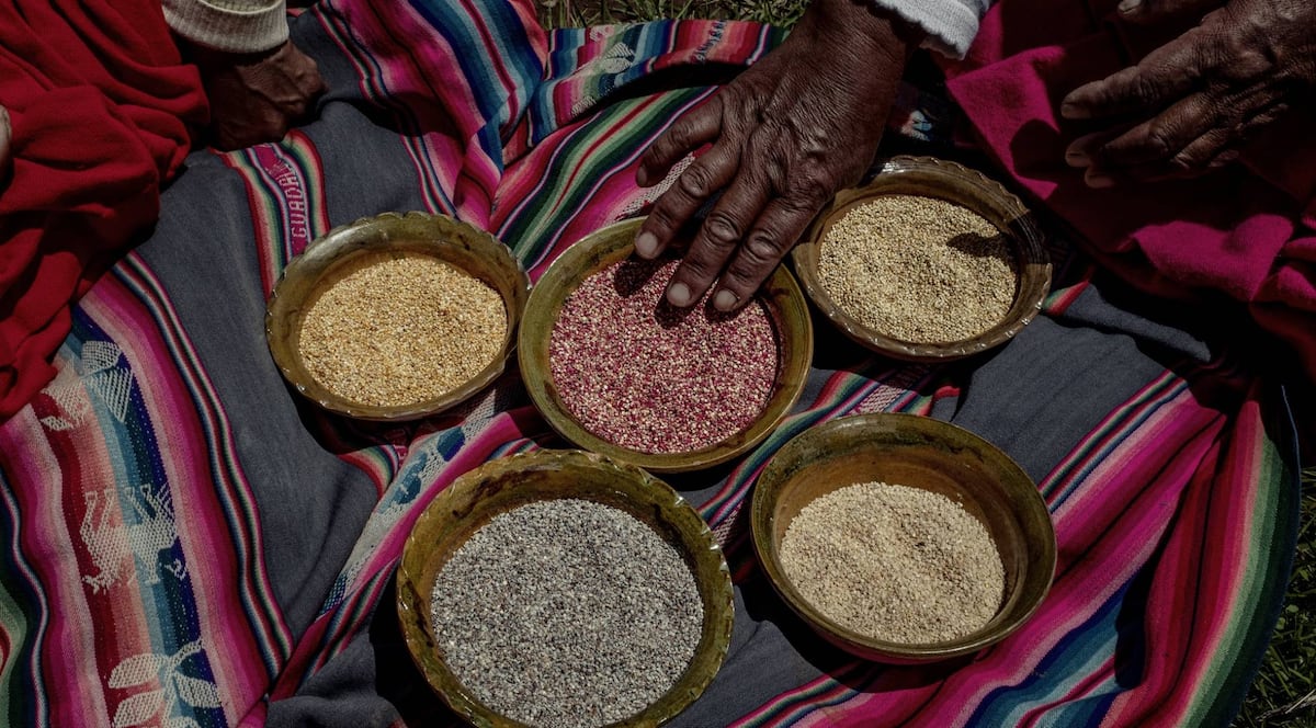 Quinoa La recuperación del alimento sagrado de los incas: La ...