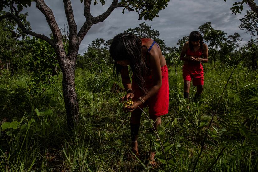 Una aldea indígena trabaja semilla a semilla para salvar un bosque ...