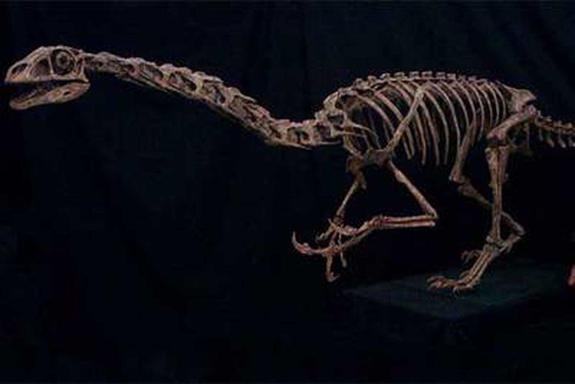 El dinosaurio 'falcarius', el eslabón entre carnívoros y herbívoros ...