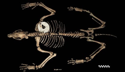 Animales de Tenochtitlan | Fotos | Cultura | EL PAÍS
