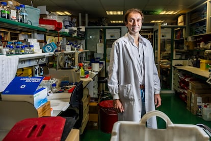 Miguel Quintela, oncólogo: “A veces estropeamos la eficacia de un ...