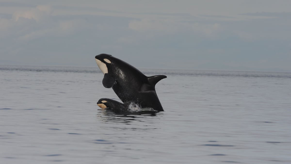 Las orcas abandonan a sus crías hembra al madurar pero siguen cuidando ...