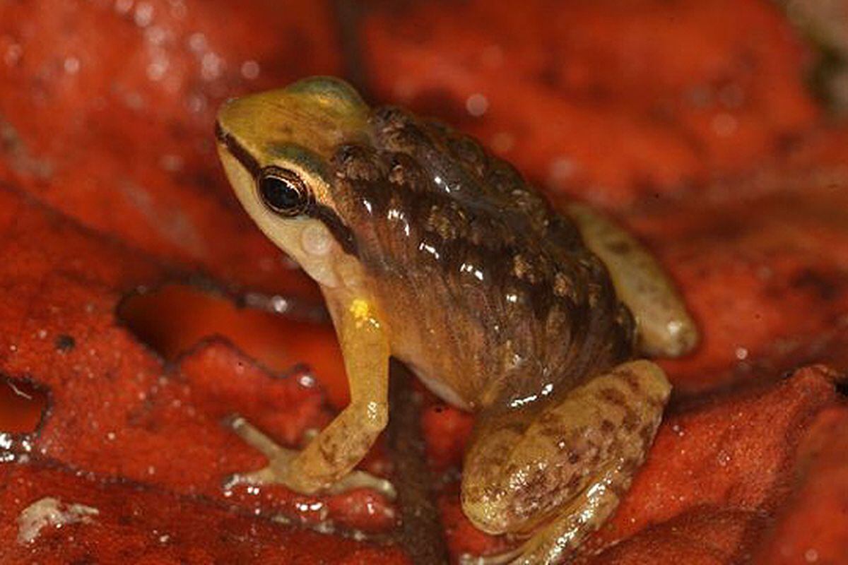 Colostethus ruthveni | Domingo | EL PAÍS