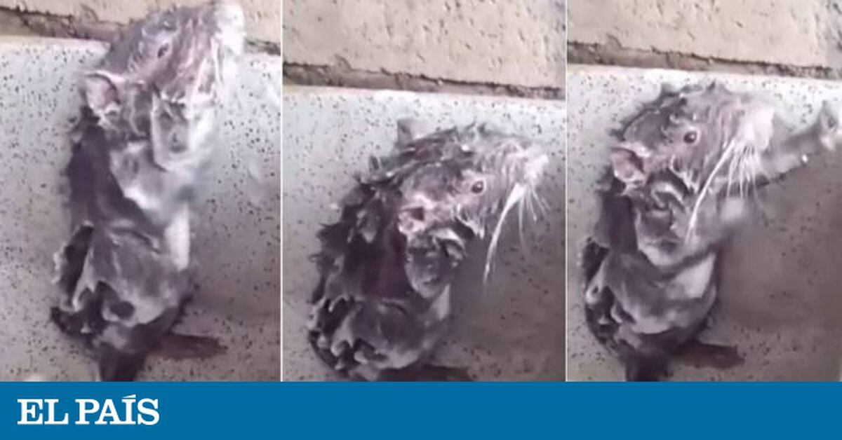 Shower Rat: Ni es una rata ni se está bañando | Hechos | EL PAÍS