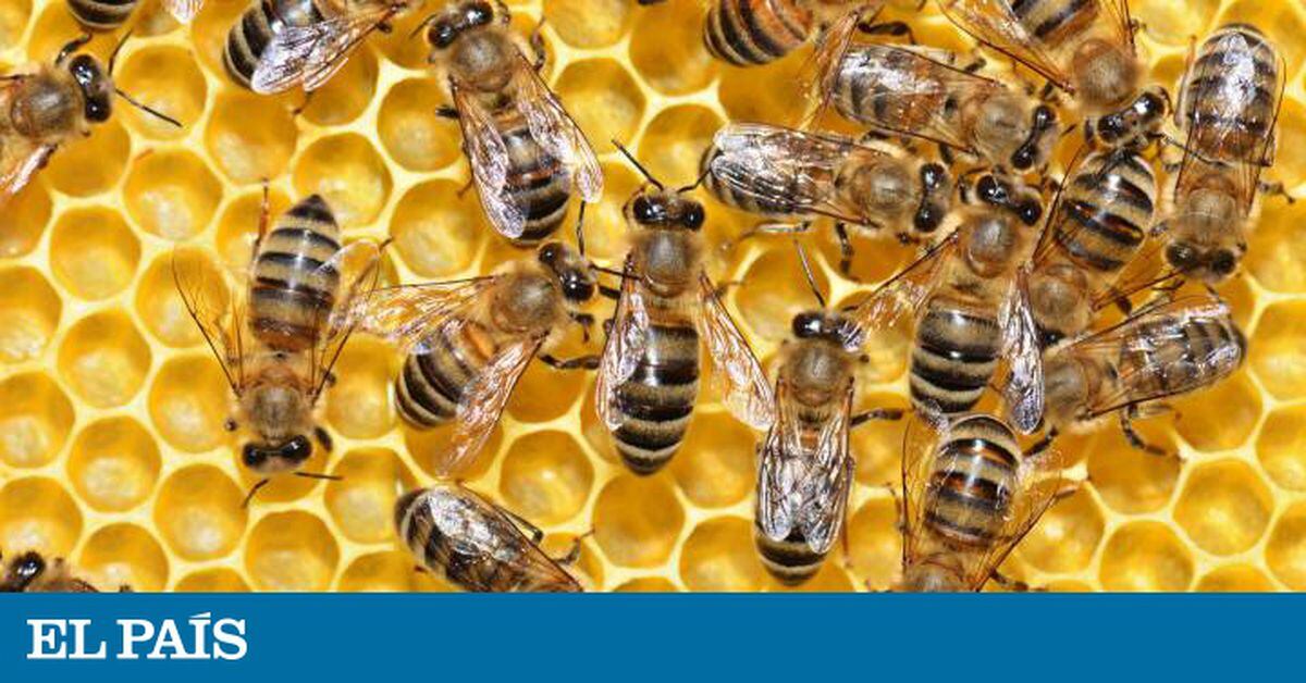 Los insecticidas neonicotinoides son un riesgo para las abejas, según ...