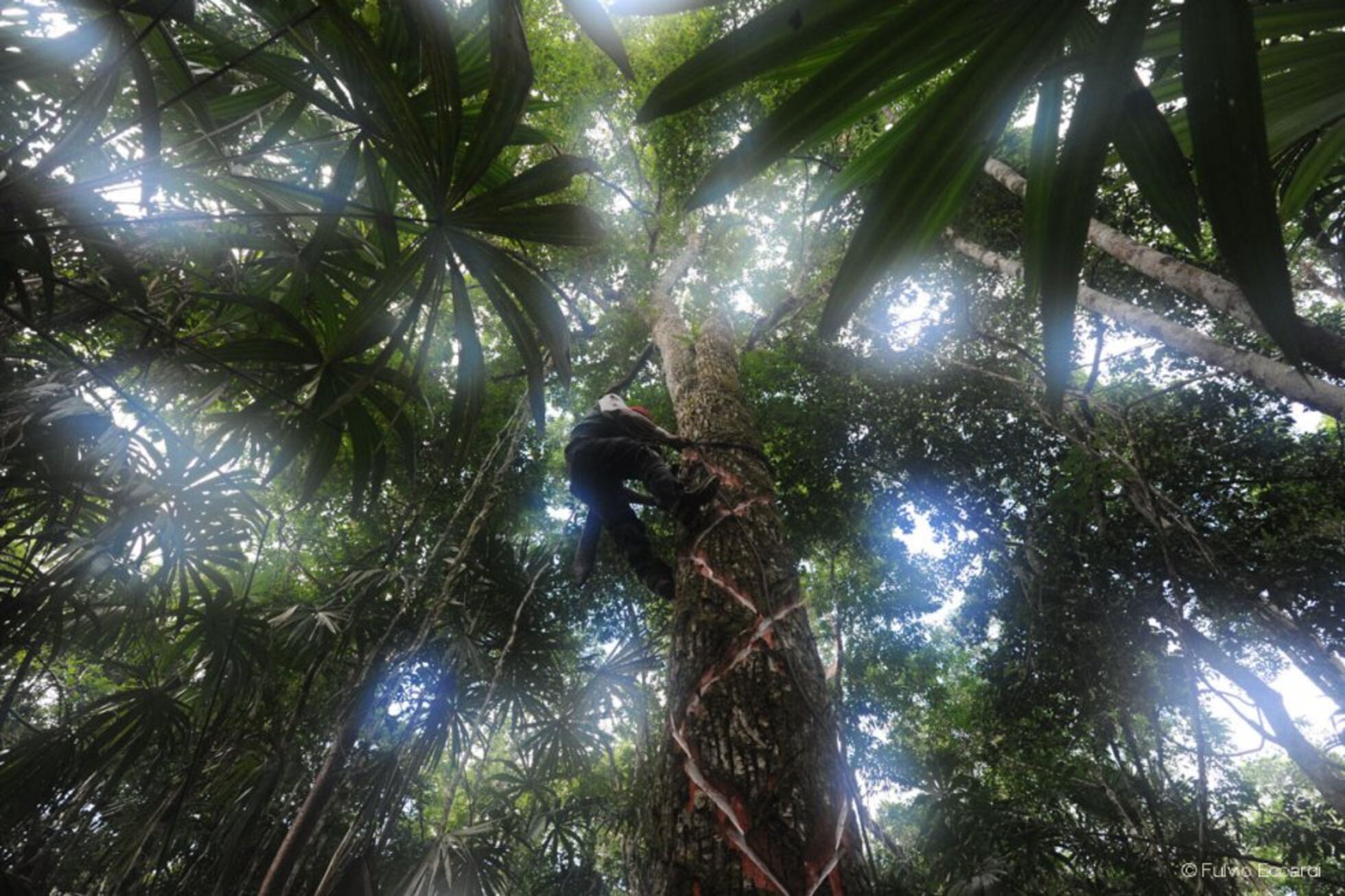 Chicleros, guardianes de la selva maya | Fotos | Planeta Futuro | EL PAÍS
