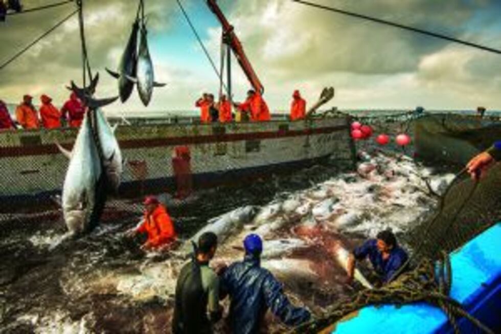 La caza milenaria del atún | EL PAÍS Semanal | EL PAÍS