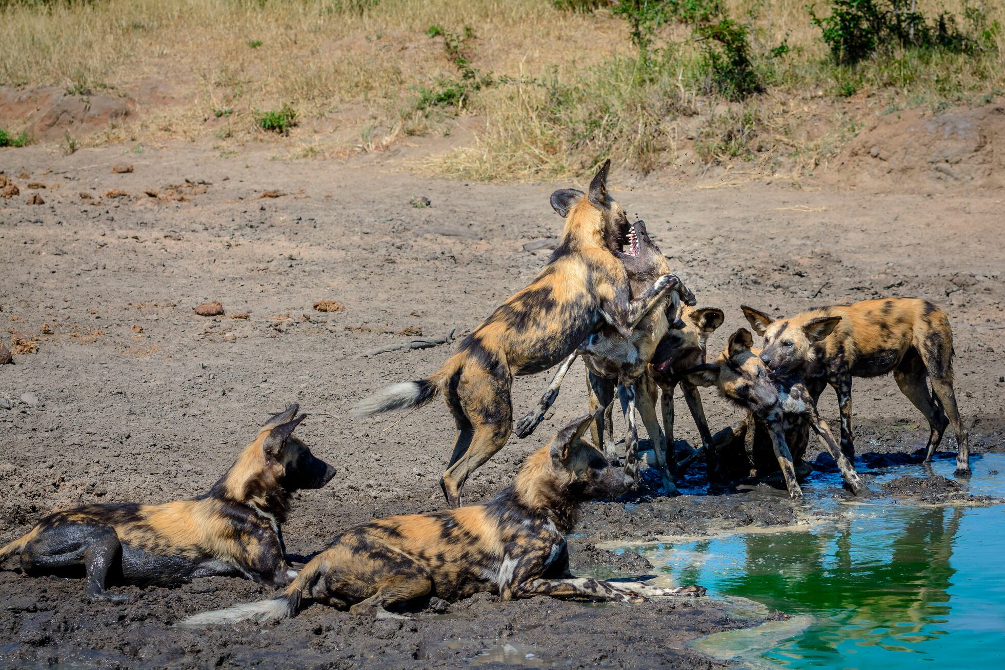 Los lobos altruistas que conquistaron Eurasia | Ciencia | EL PAÍS