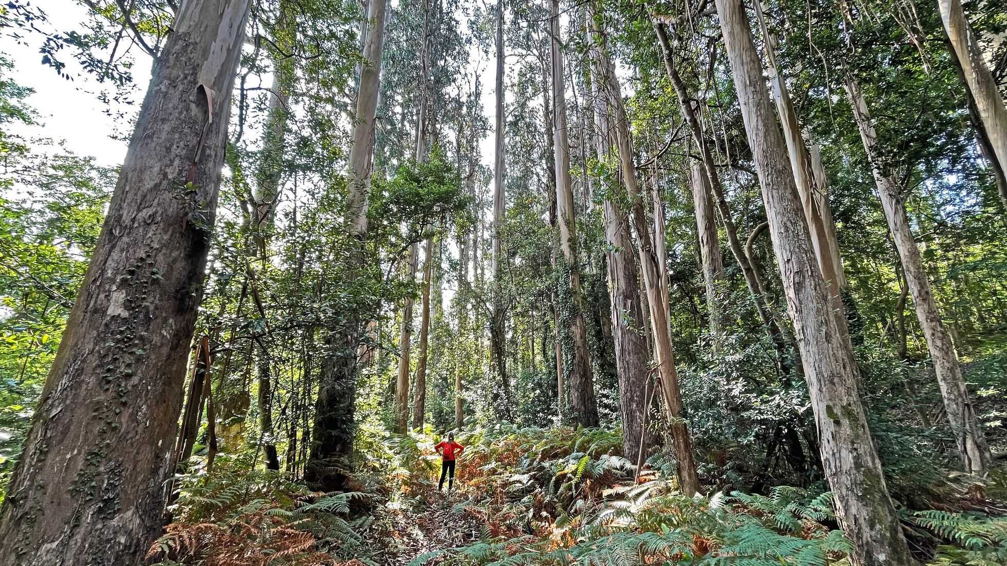 Lugo: Al encuentro de ‘El Abuelo’ en Chavín, el árbol más grande de ...