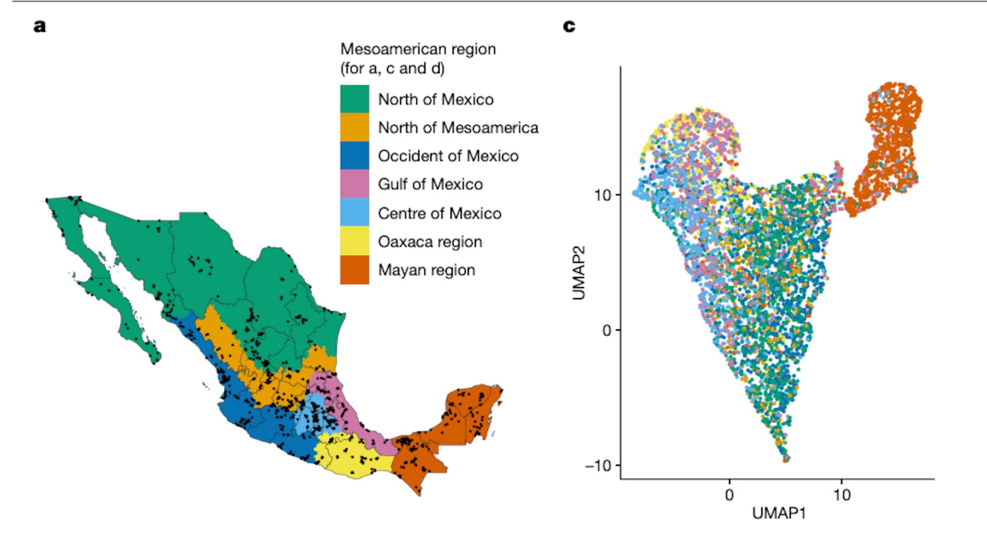 El Mapa Genético Que Revela La Diversidad De Los Mexicanos Y Los