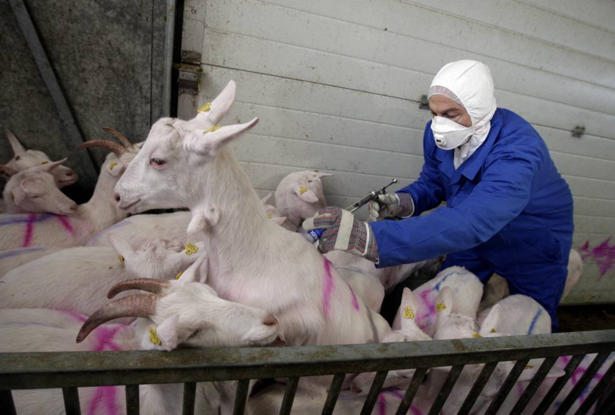 Enfermedades ganado: El precio de la fiebre Q de las cabras holandesas ...