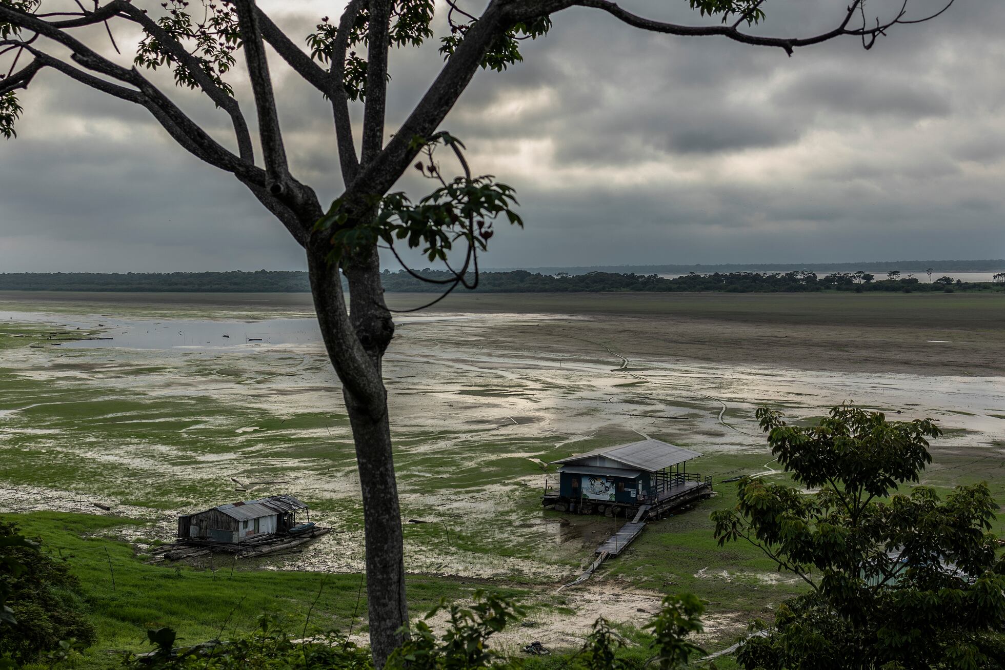 Neidinha Bandeira “si Bolsonaro Vuelve A Ganar Desaparece La Amazonia