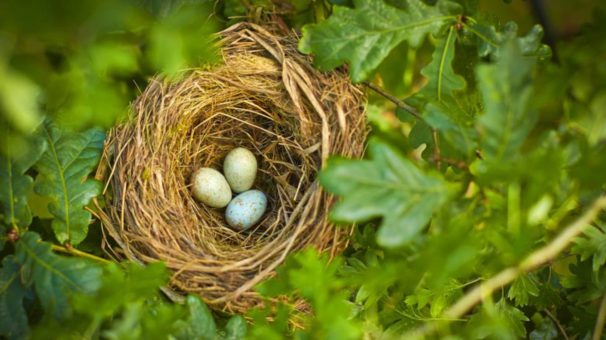 Psicología: Nidos y paradigmas | Opinión | EL PAÍS