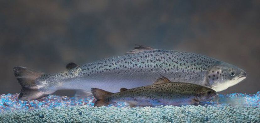 ¿Peces transgénicos, por qué no? | Sociedad | EL PAÍS