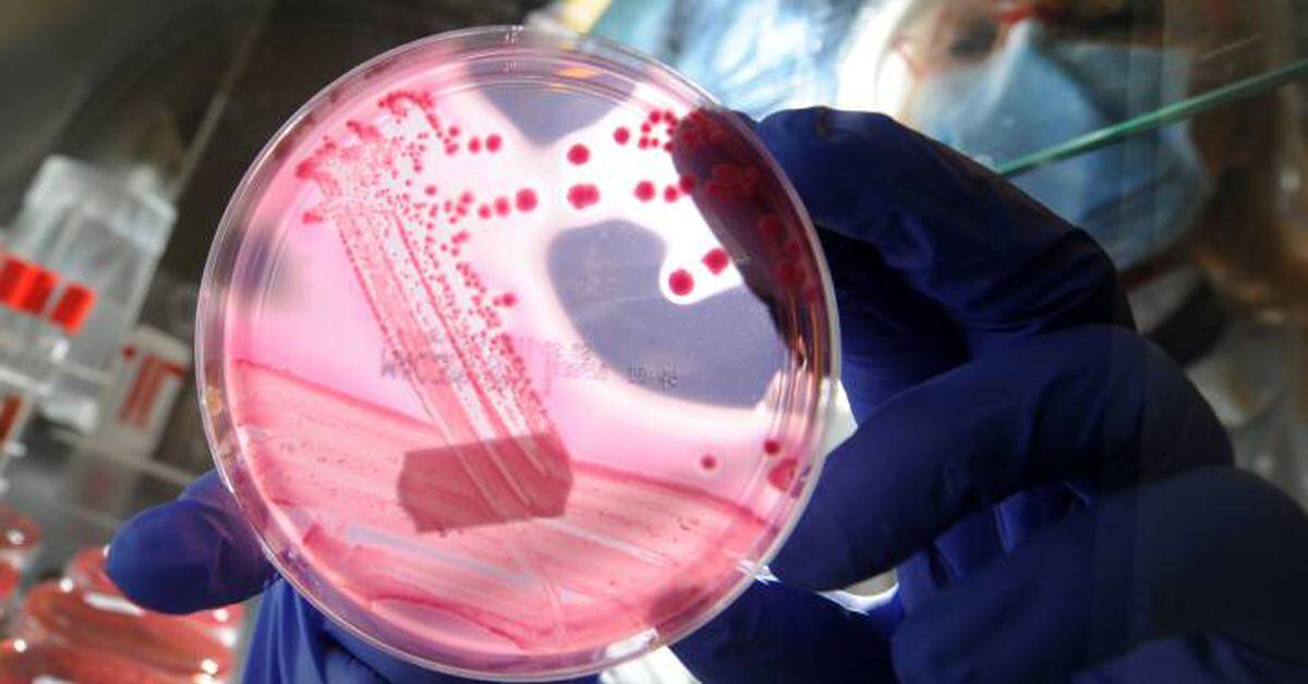 Los secretos del microbioma humano | Ciencia | EL PAÍS