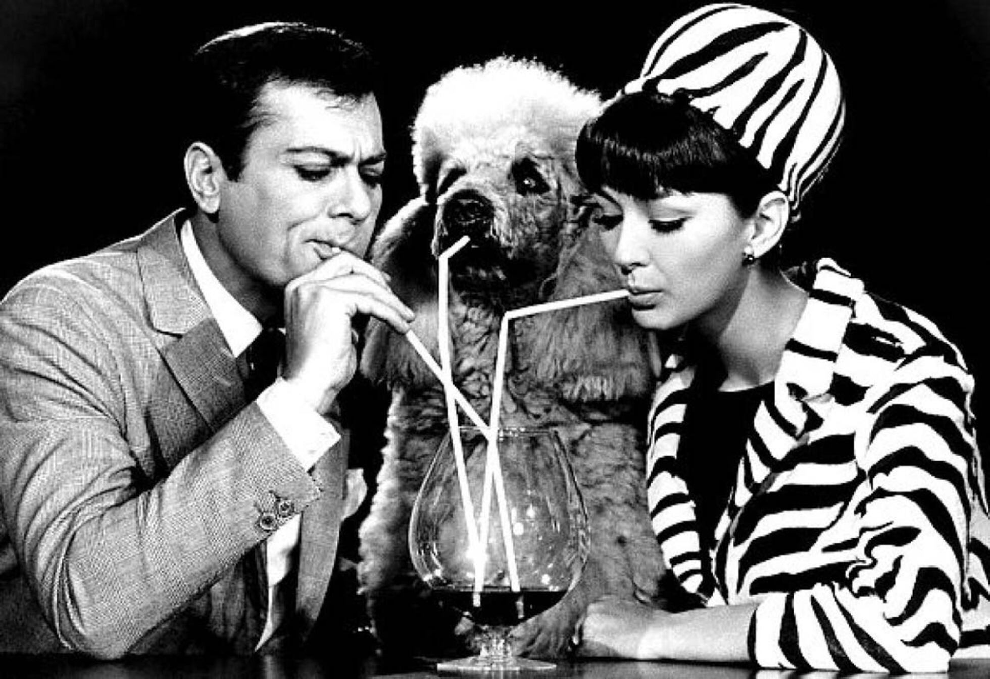 Pancho y otros perros que han hecho historia en el cine | Fotos ...