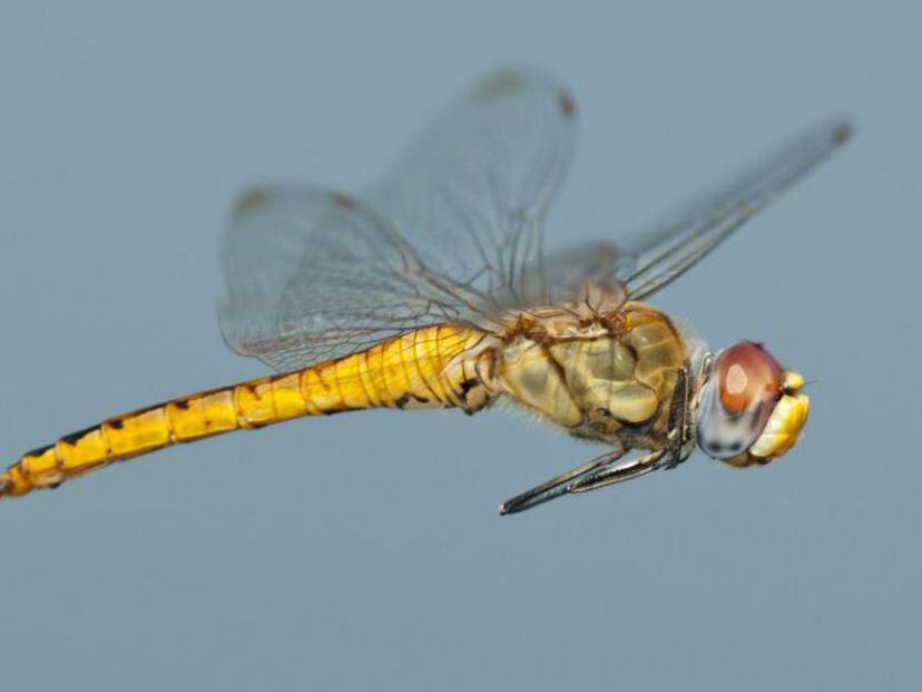 Descubren el insecto más largo del mundo en China | Ciencia | EL PAÍS