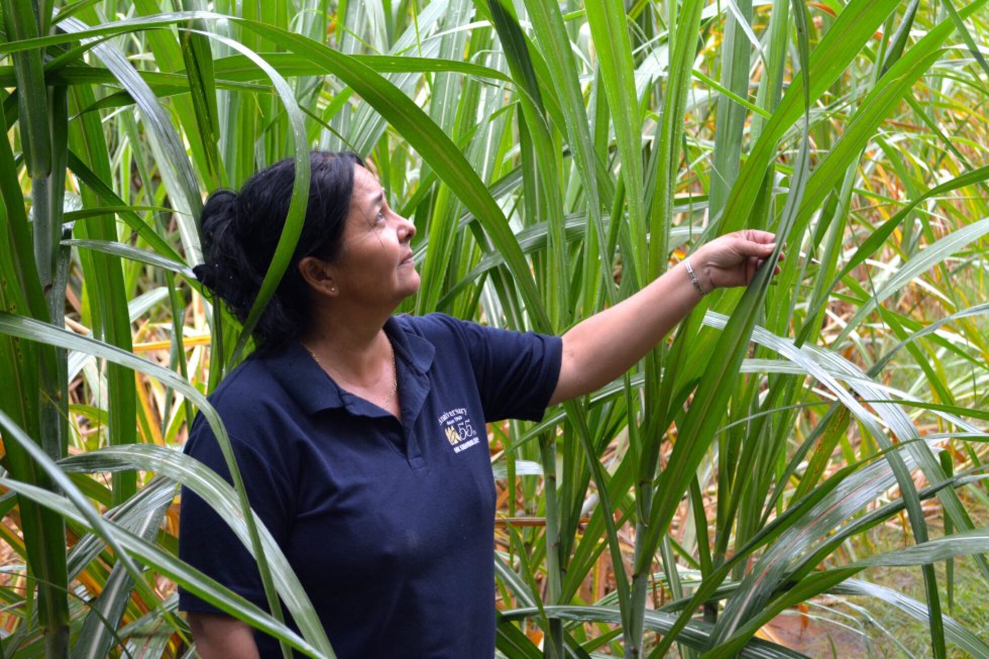Comercio justo en Paraguay Azúcar que hace justicia: Azúcar que hace ...