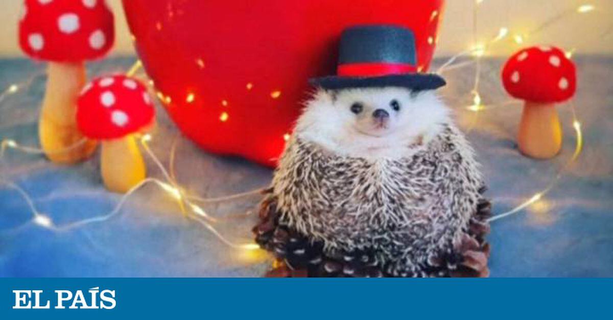 Azuki, el erizo japonés con 300.000 seguidores en Instagram | Mundo ...