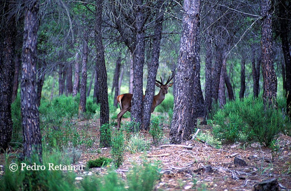 Sierra de Cazorla: para ver animales no hace falta ir a África | El ...